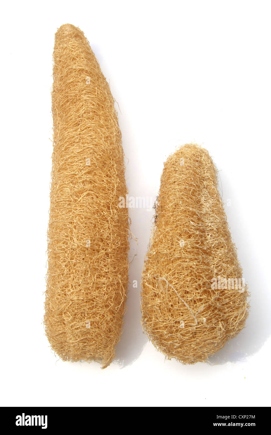 Natural Luffa sponge Stock Photo - Alamy