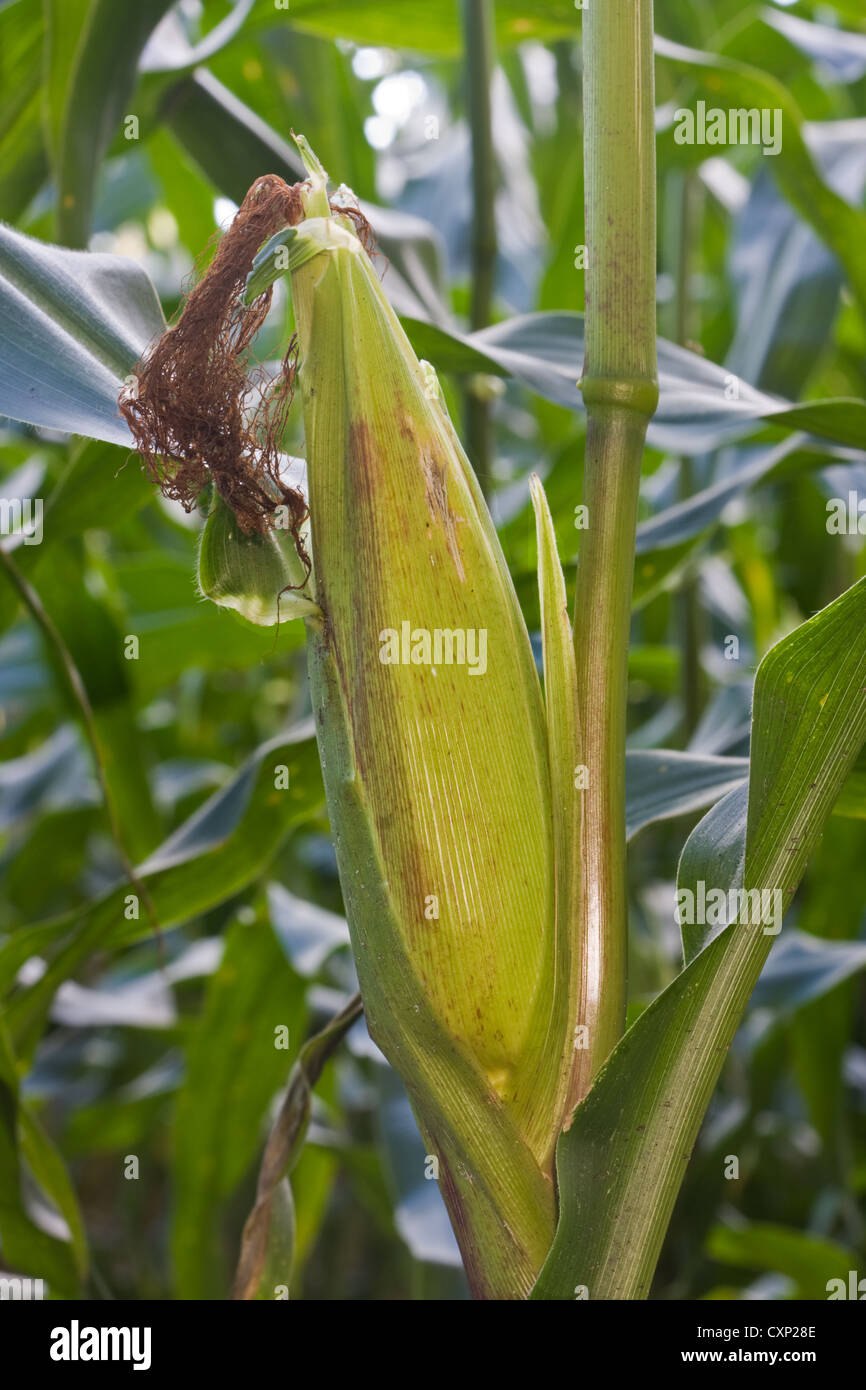 Maize Stem High Resolution Stock Photography and Images - Alamy