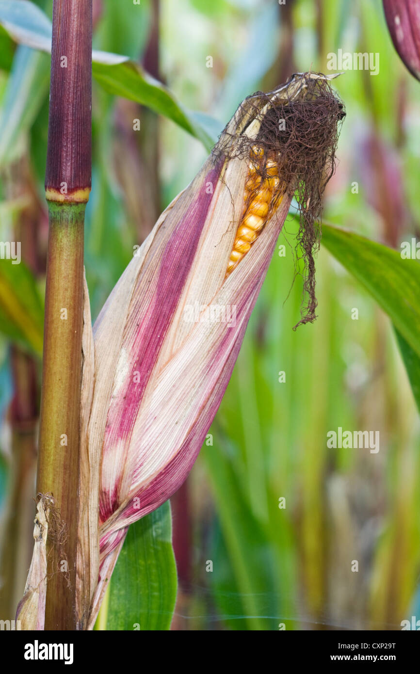 A ripe Maize ear, a stem and silk Stock Photo - Alamy