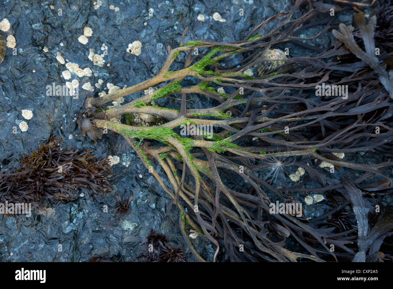 Channelled wrack, Pelvetia canaliculata seaweed Stock Photo - Alamy