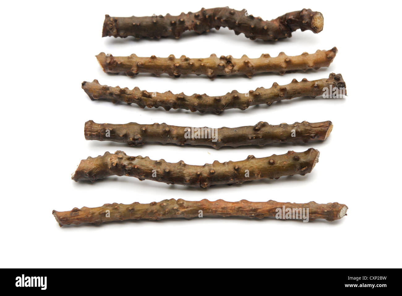 Tinospora crispa , Guduchi Stock Photo - Alamy