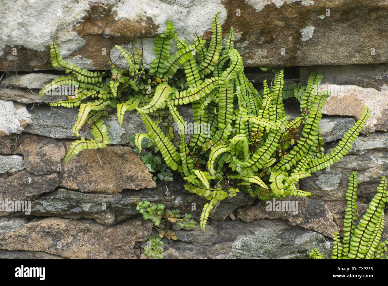 British native fern hi-res stock photography and images - Alamy