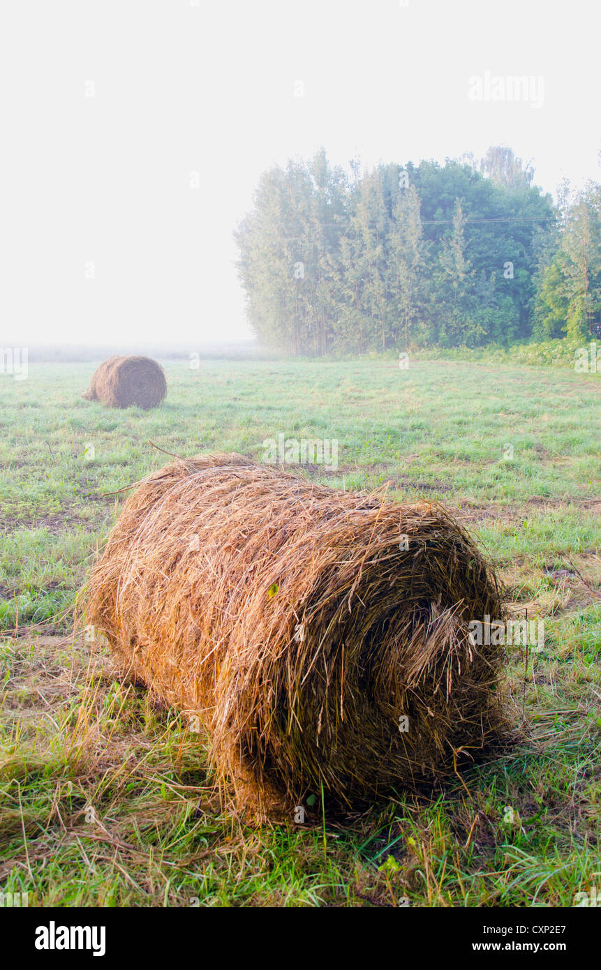 summer morning landscape with rolling haystack and mist Stock Photo - Alamy