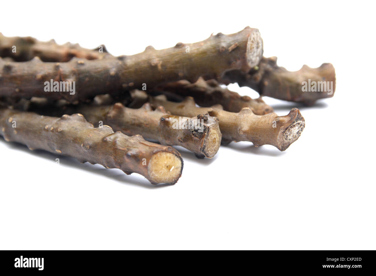 Tinospora crispa hi-res stock photography and images - Alamy