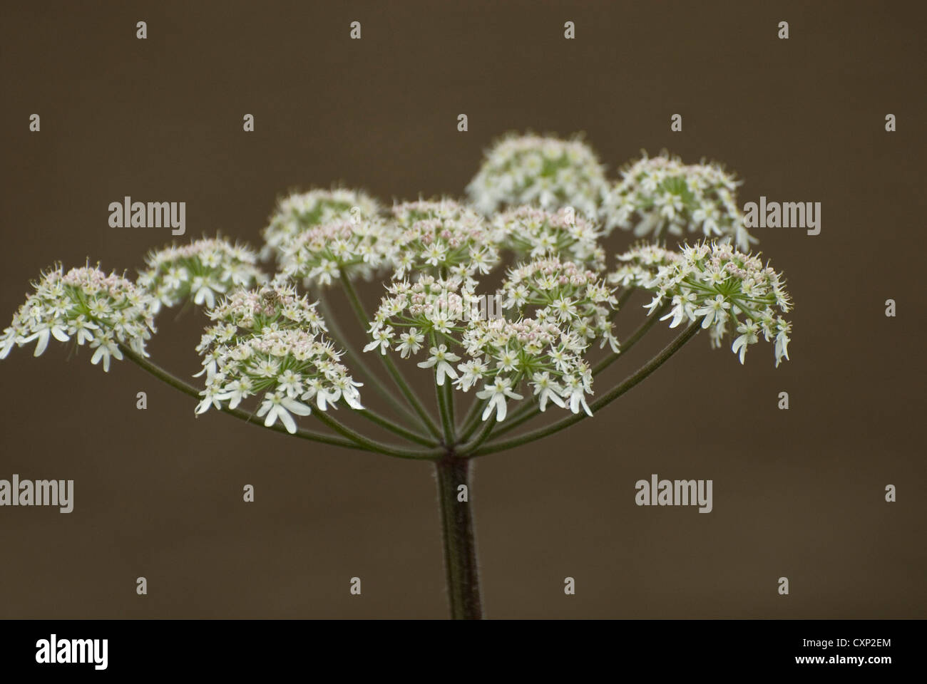 British wild flower Stock Photo - Alamy