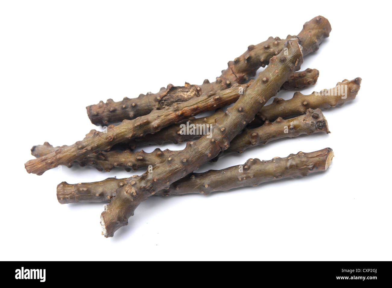 Tinospora crispa hi-res stock photography and images - Alamy