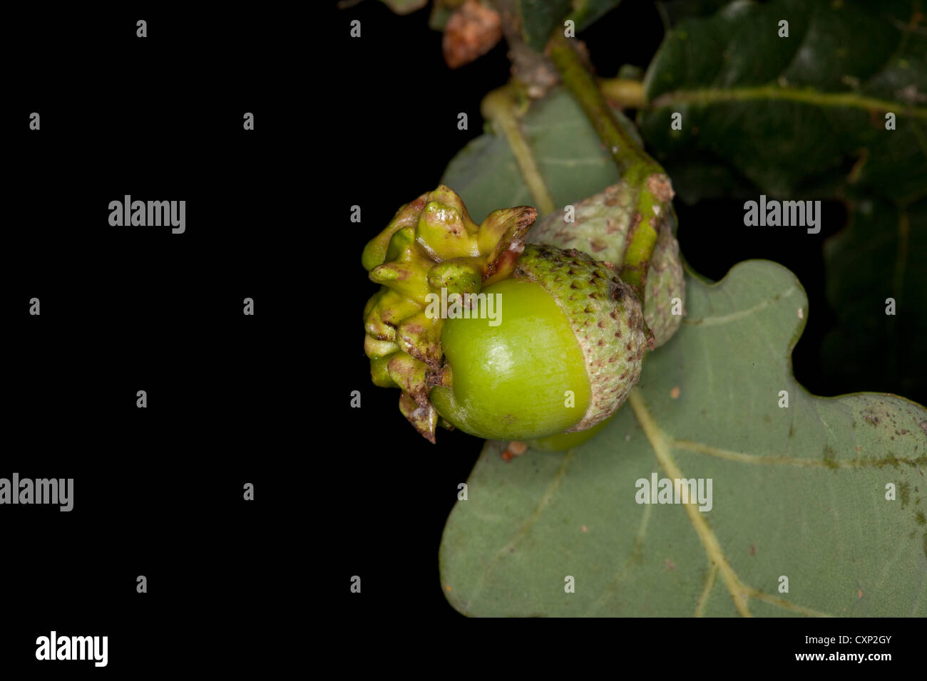 Knopper gall Andricus quercuscalicis on acorn Stock Photo - Alamy