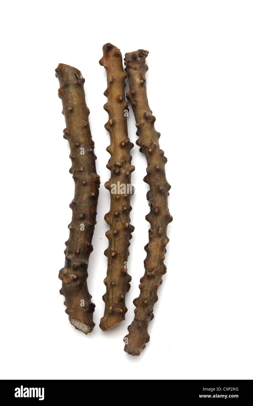 Tinospora crispa hi-res stock photography and images - Alamy