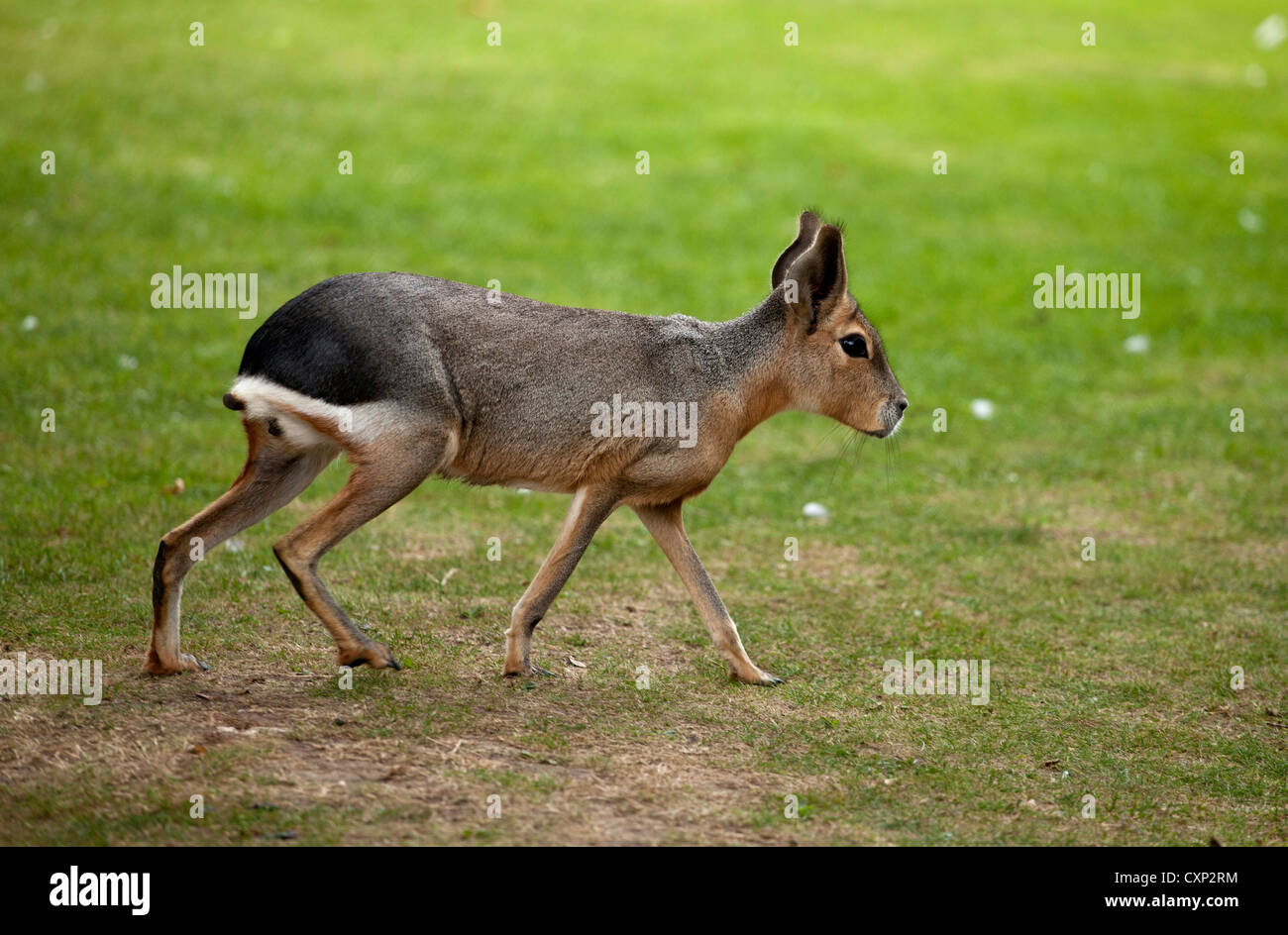 Dolichotis patagonum hi-res stock photography and images - Alamy
