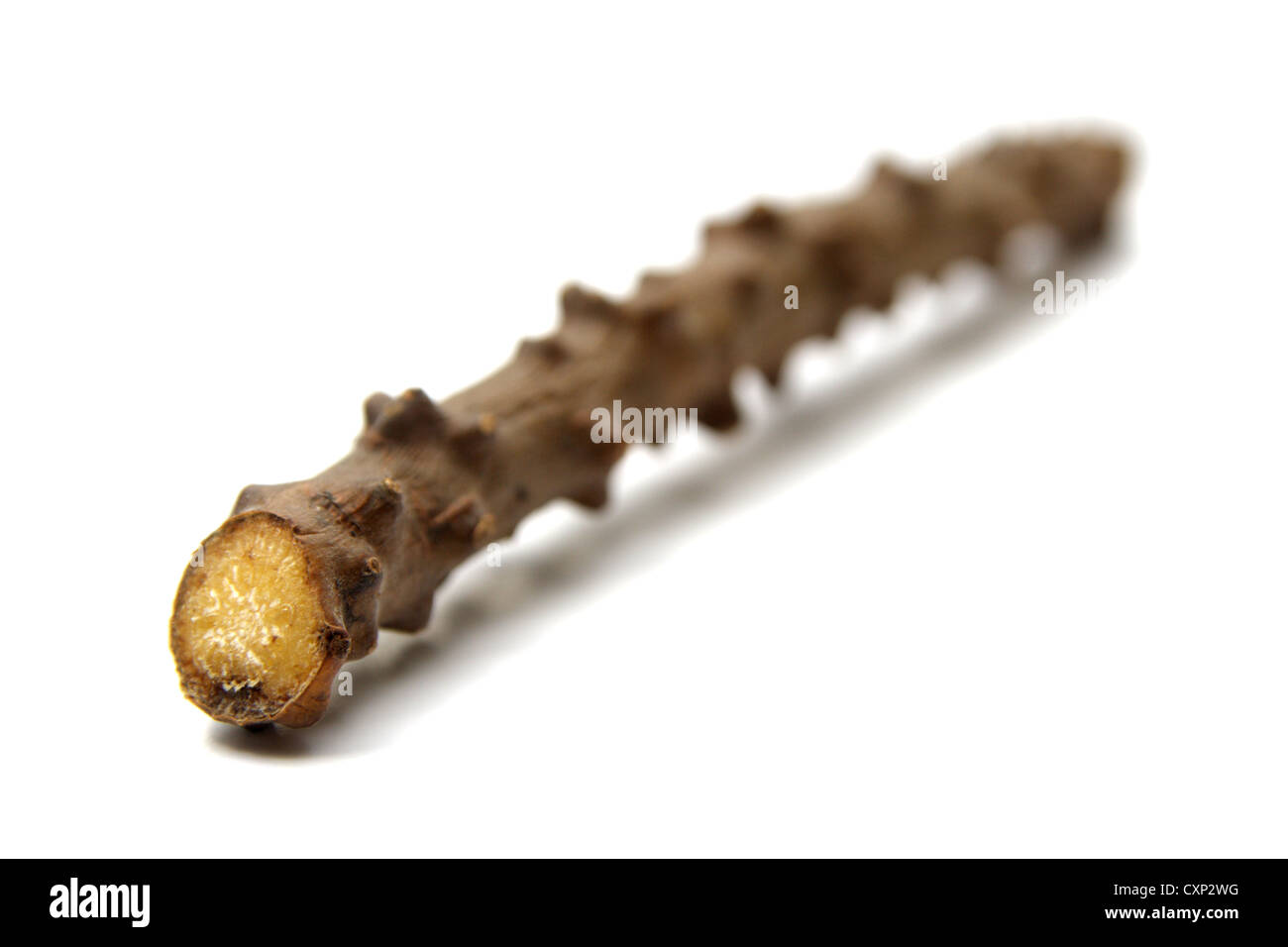 Tinospora crispa hi-res stock photography and images - Alamy