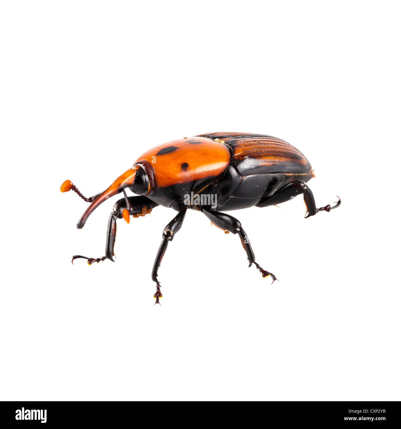 red palm weevil isolated on white background Stock Photo - Alamy