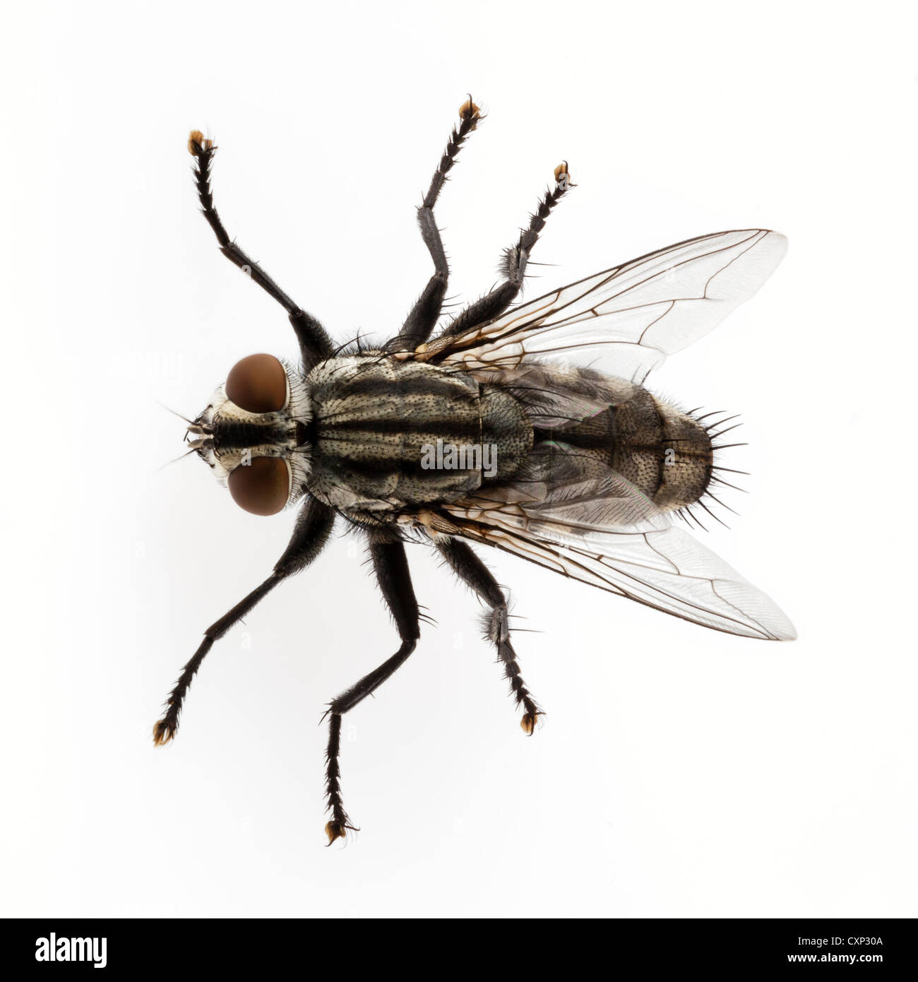 Flesh fly species sarcophaga carnaria isolated on white background ...