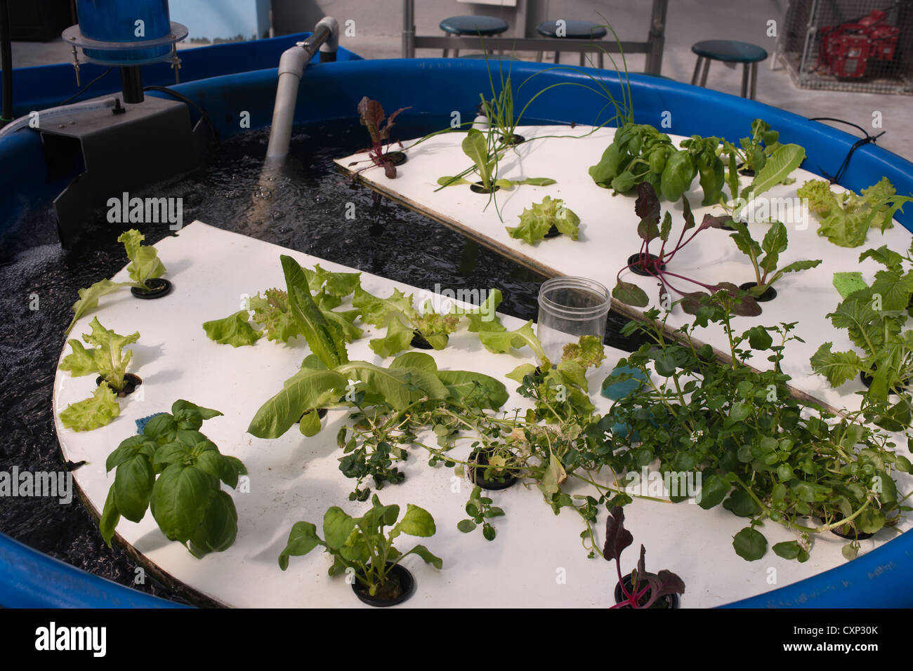 Aquaponic farming is seen on a rooftop greenhouse in a classroom in a ...