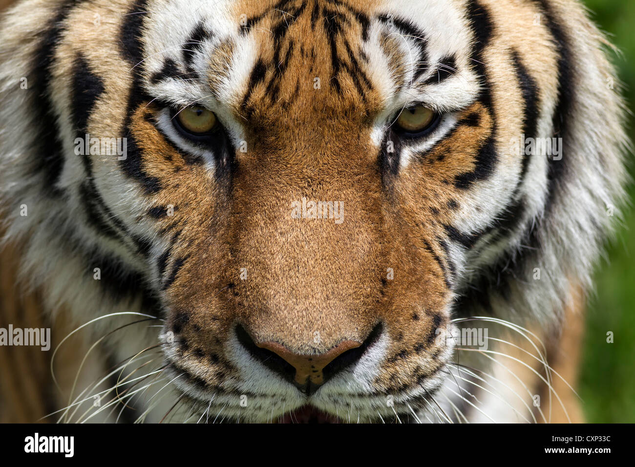 a beautiful Tiger head on Stock Photo - Alamy