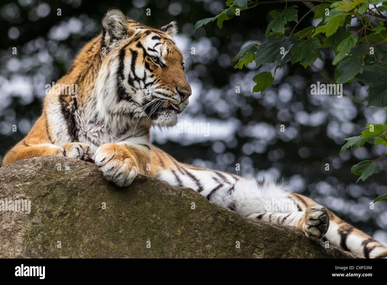 The beautiful Tiger Stock Photo - Alamy