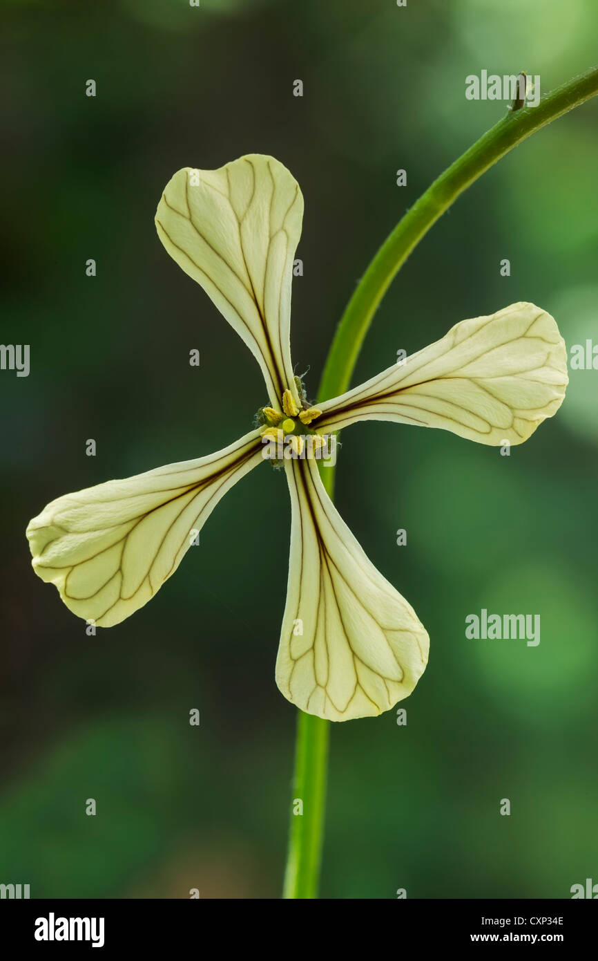 beautiful detailed flower Stock Photo - Alamy