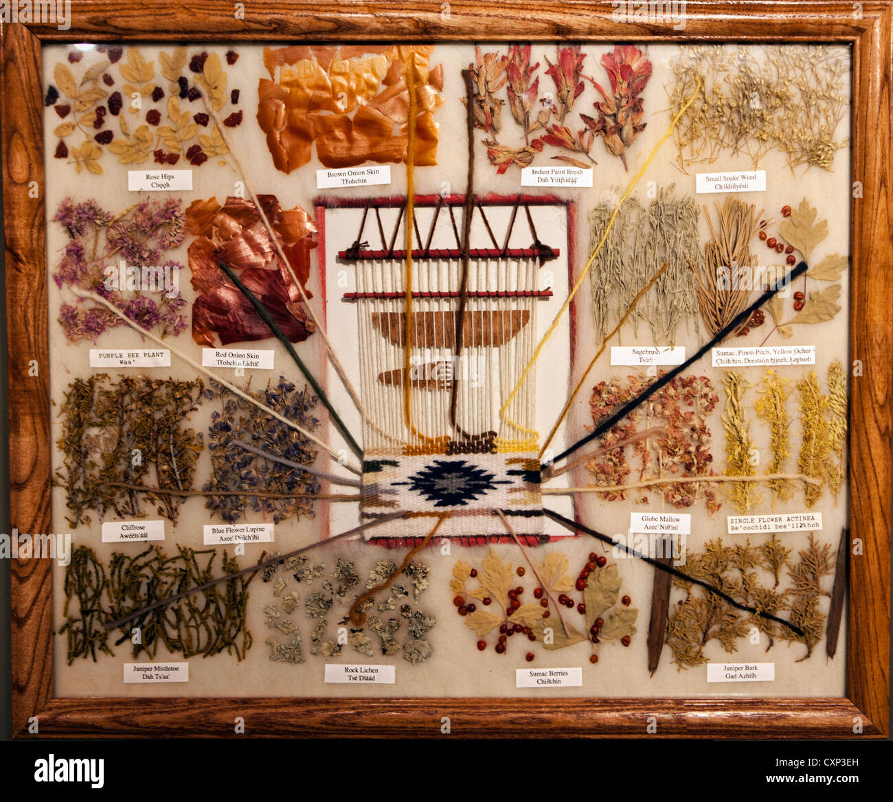 Display of Indian plant dyes inside the Hubbard Museum, New Mexico ...