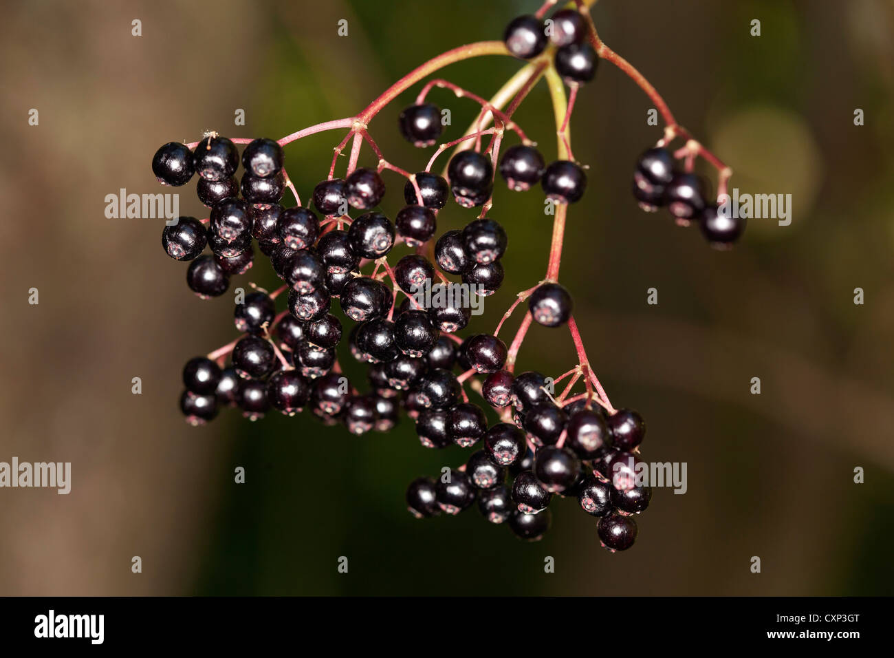 Elder berries hi-res stock photography and images - Alamy