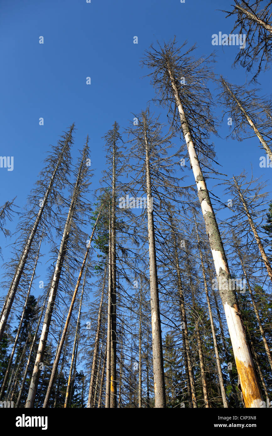 Dead tress in in the Tatra mountains Stock Photo - Alamy