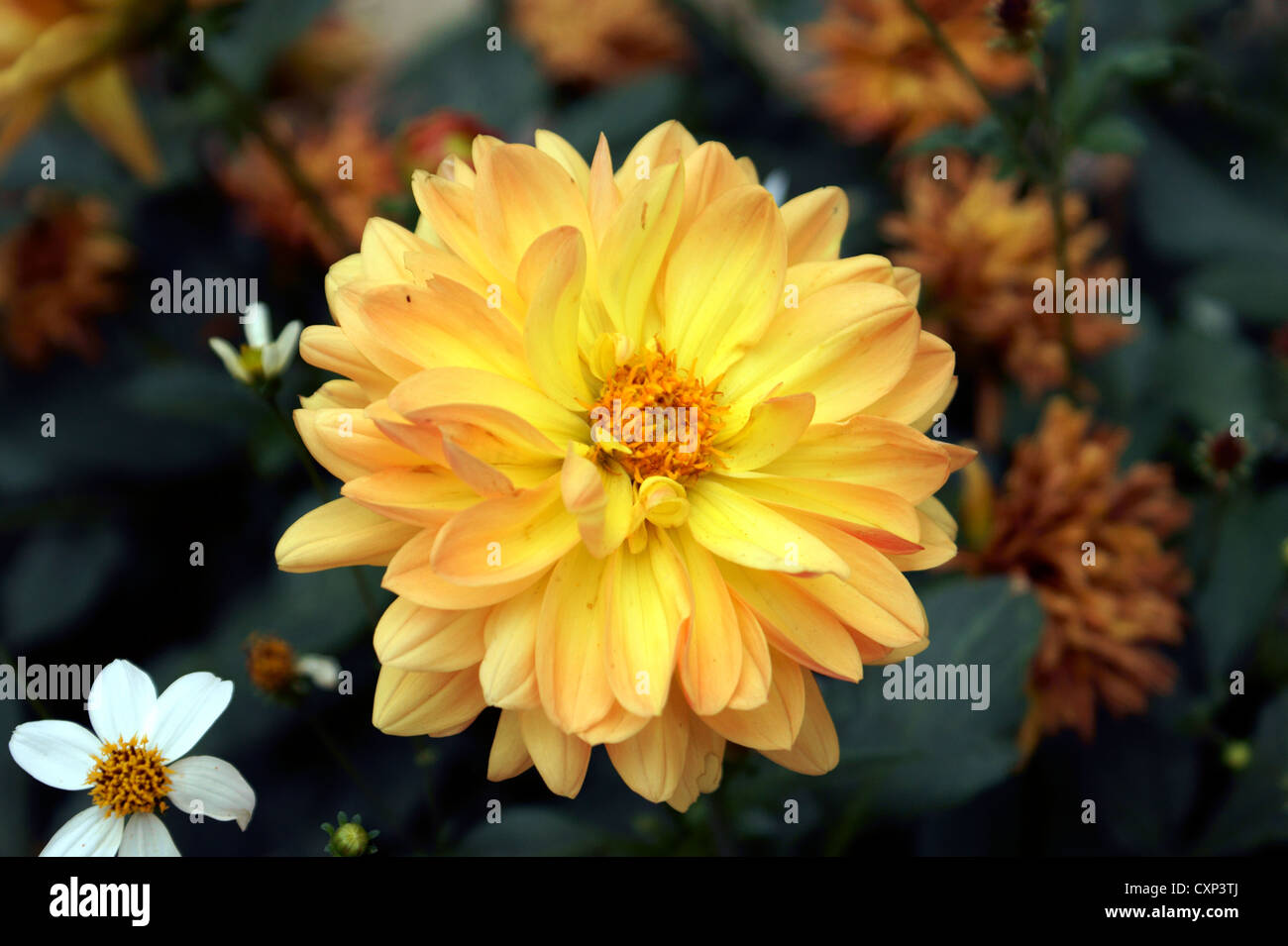 CALENDULA, FIELD MARIGOLD, POT MARIGOLD, DAISY FAMILY Stock Photo - Alamy