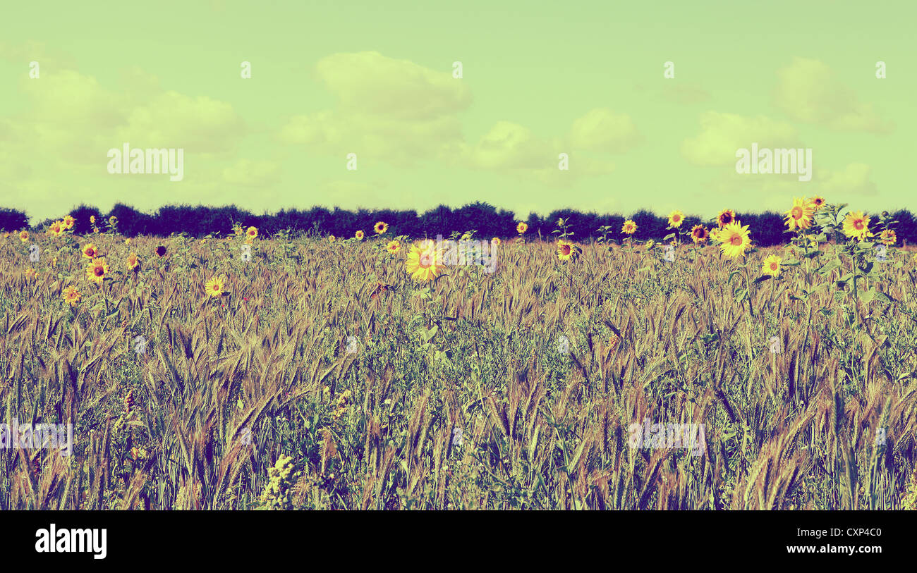 Photos Of Sunflower High Resolution Stock Photography and Images - Alamy