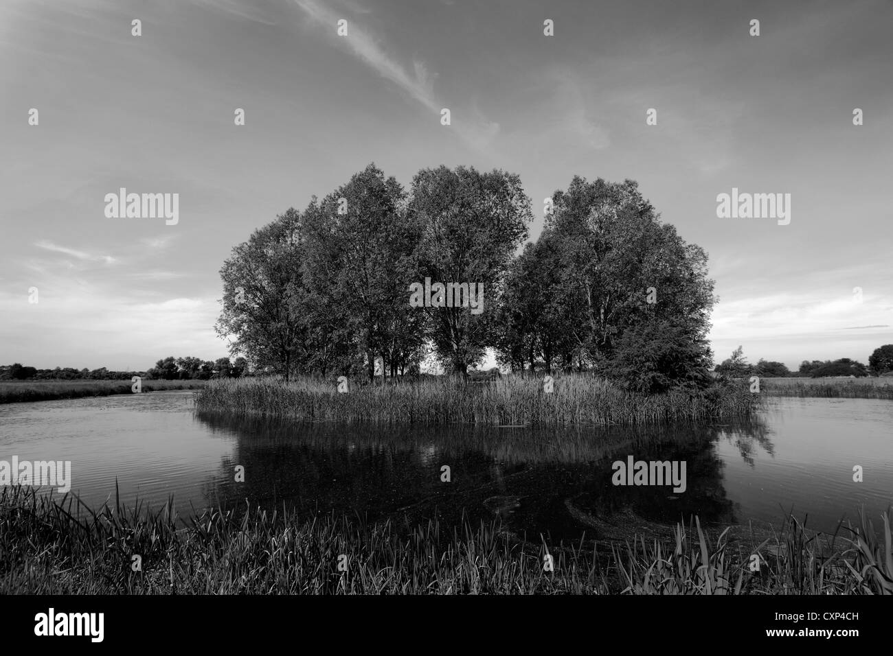 Nene Black and White Stock Photos & Images - Alamy