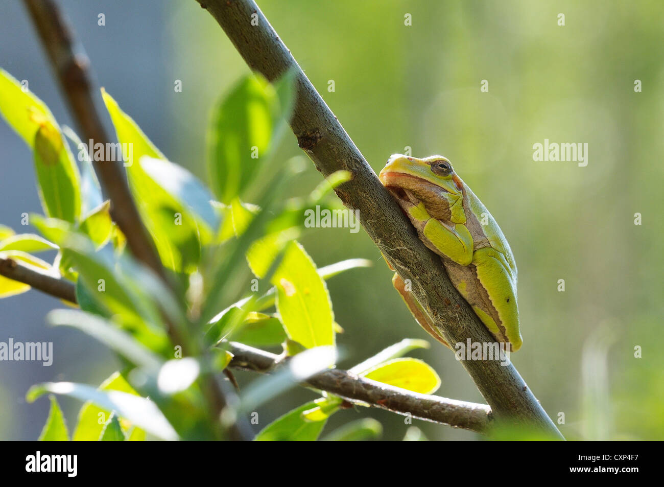 Common tree frog hi-res stock photography and images - Alamy