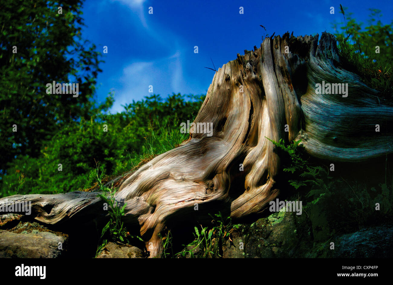Gnarled, twisted, dead tree stump with no bark, glossy smooth wood ...