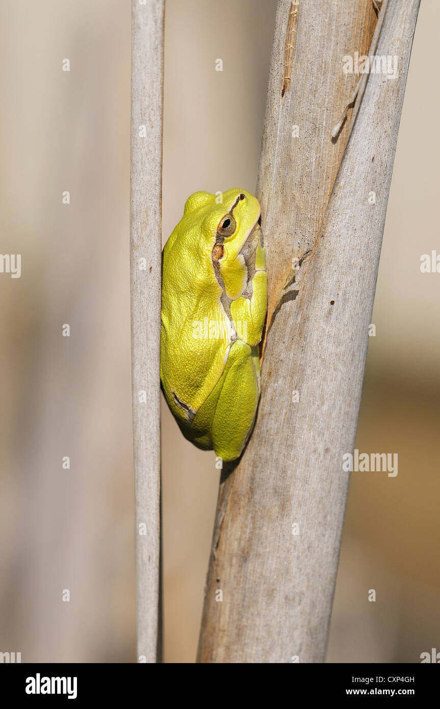 Common tree frog hi-res stock photography and images - Alamy