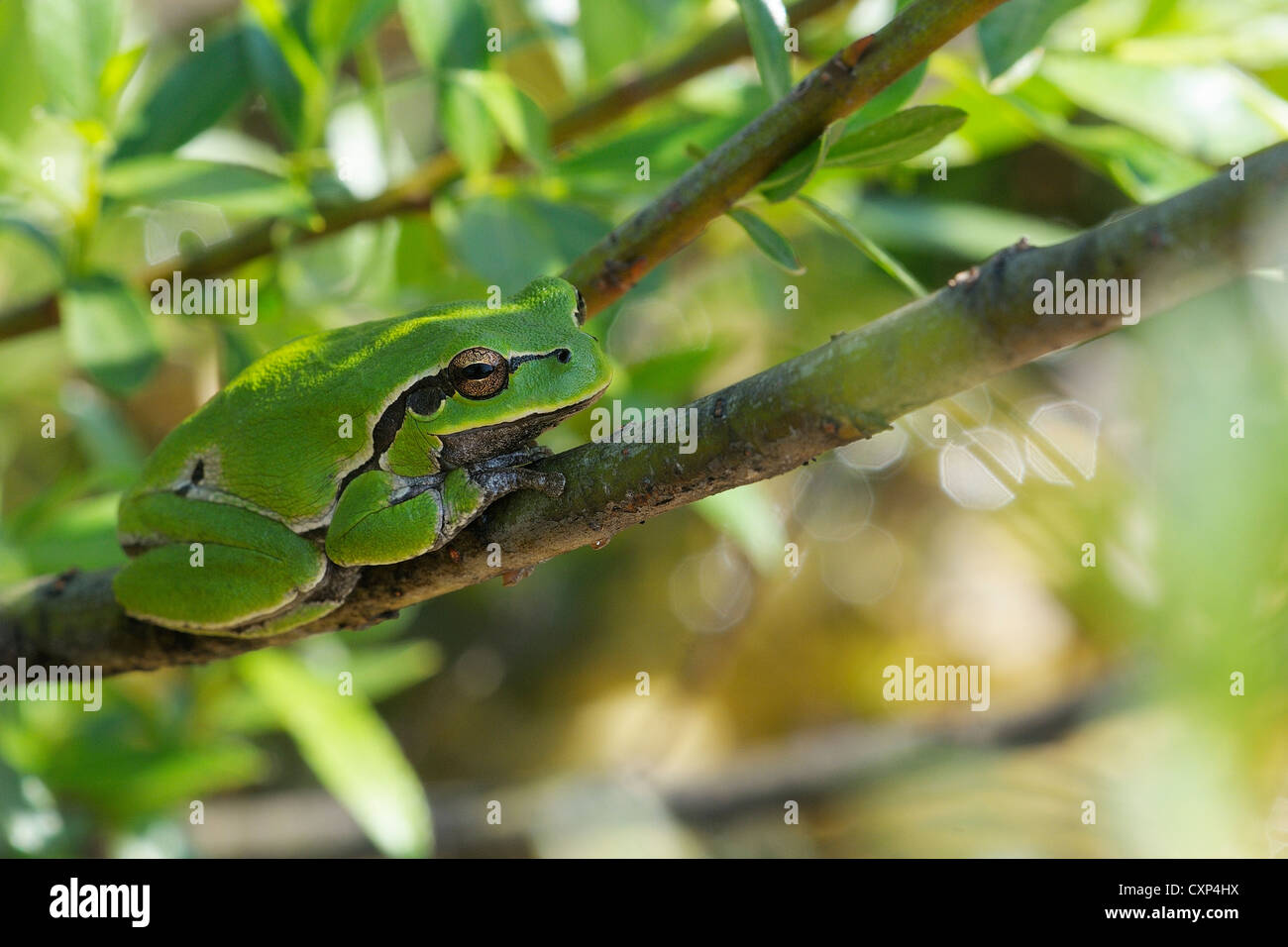common tree frog resting Stock Photo - Alamy