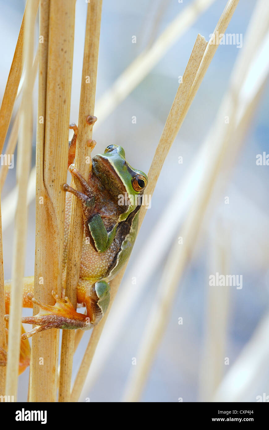 tree frog climbing up the straw Stock Photo - Alamy