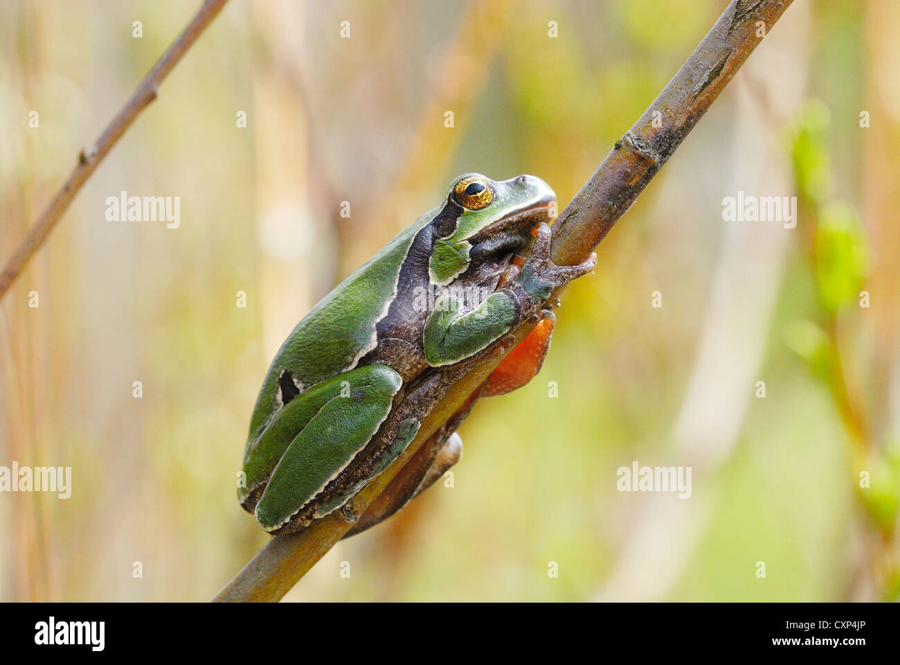 tree frog on a branch Stock Photo - Alamy