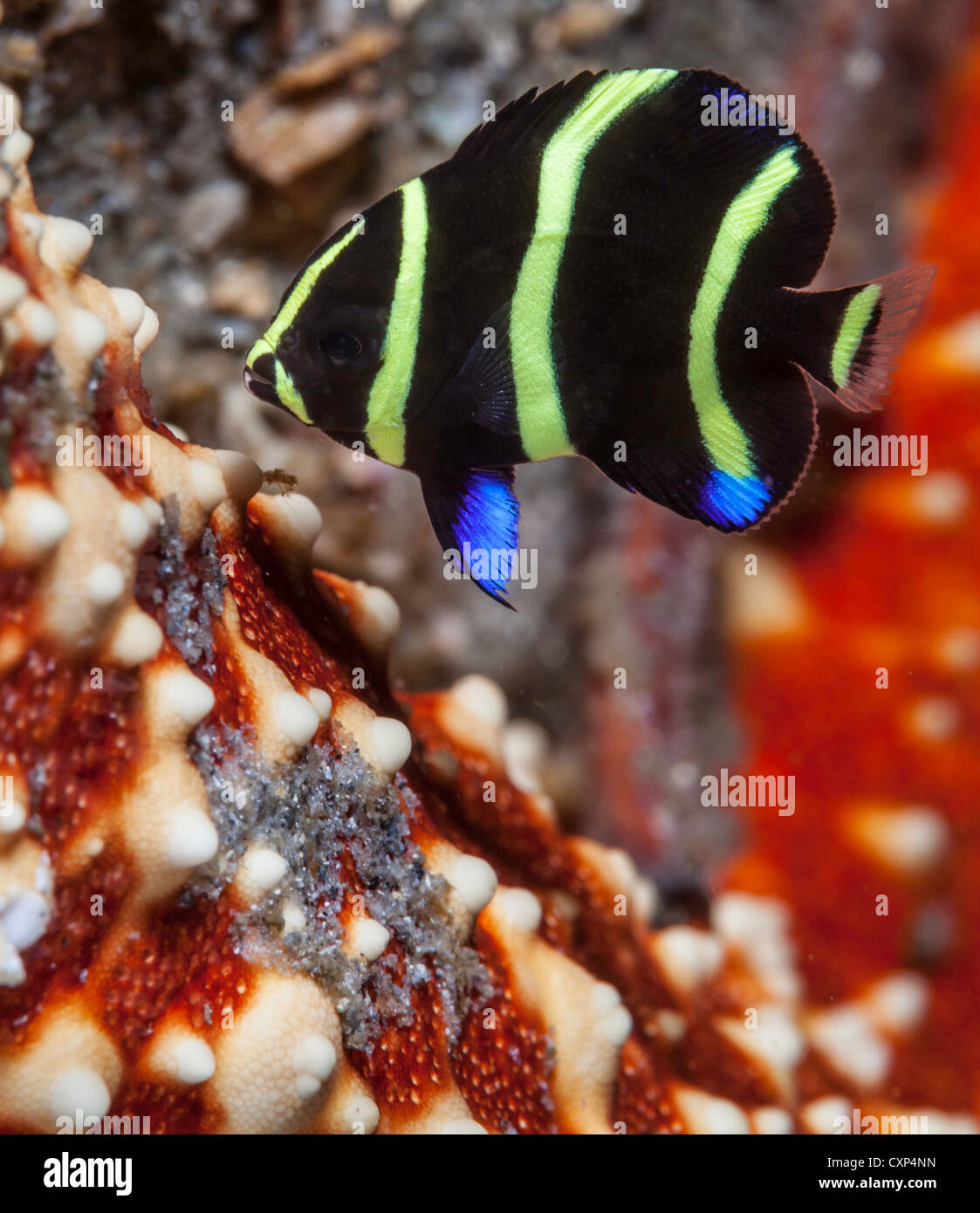 Juvenile Gray Angelfish (Pomacanthus arcuatus) Blue Heron Bridge, West ...