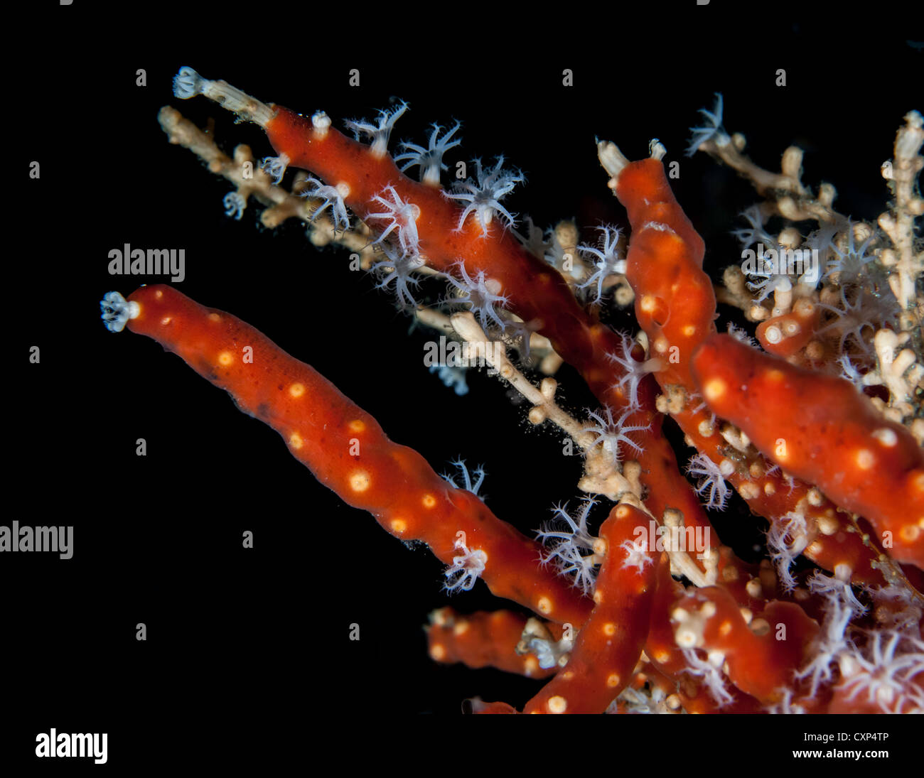 Regal sea fan hi-res stock photography and images - Alamy