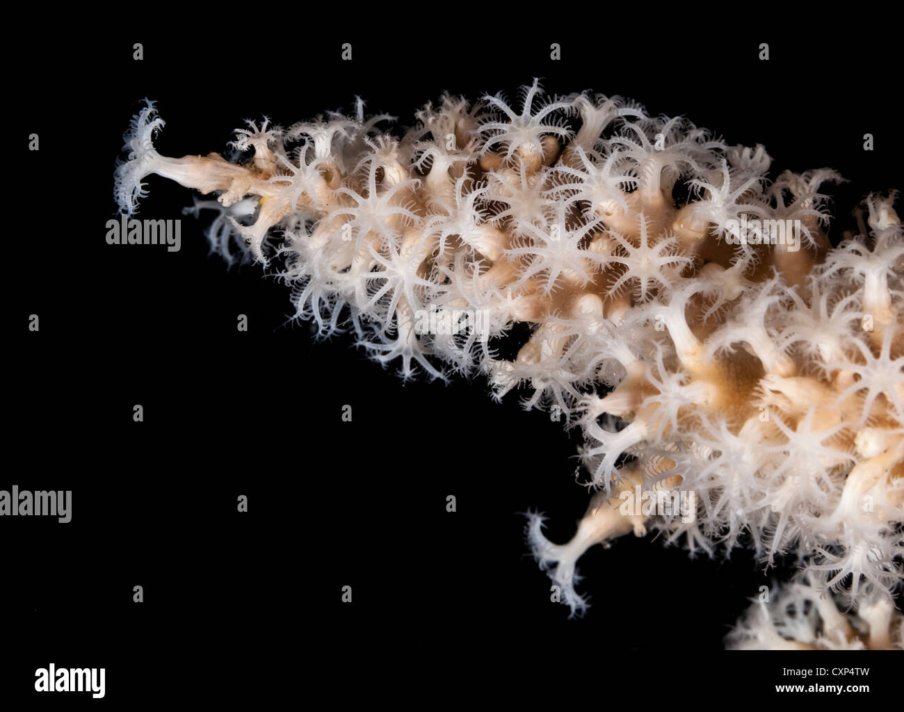 Knobby sea rods hi-res stock photography and images - Alamy