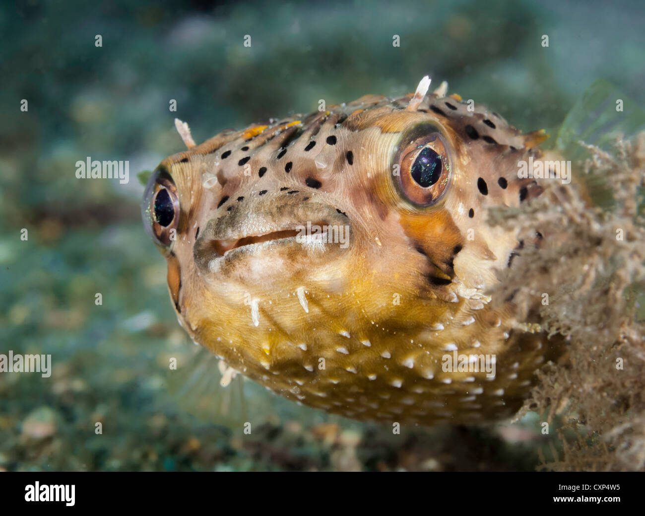 Diodon holocanthus hi-res stock photography and images - Alamy