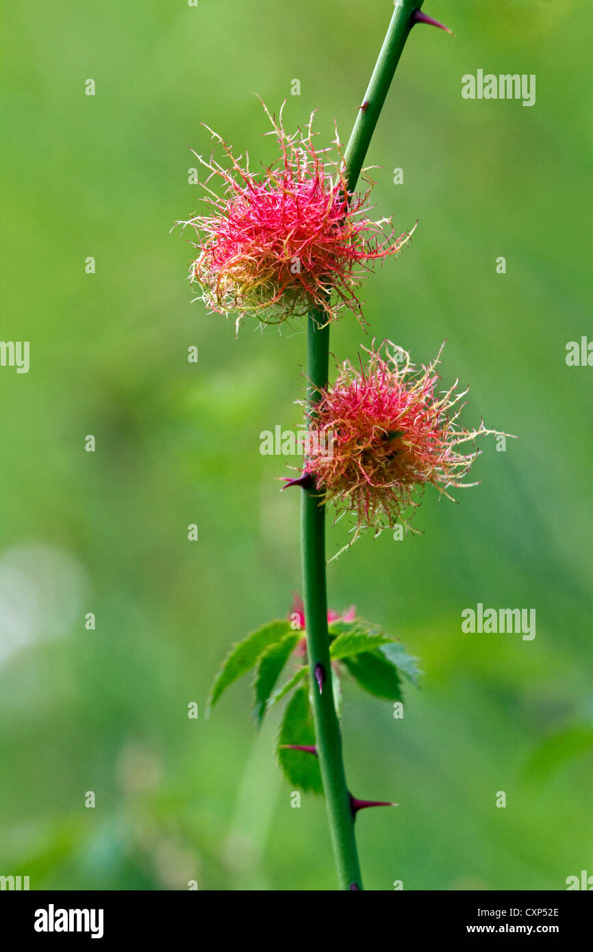 Gall wasp rose hi-res stock photography and images - Alamy