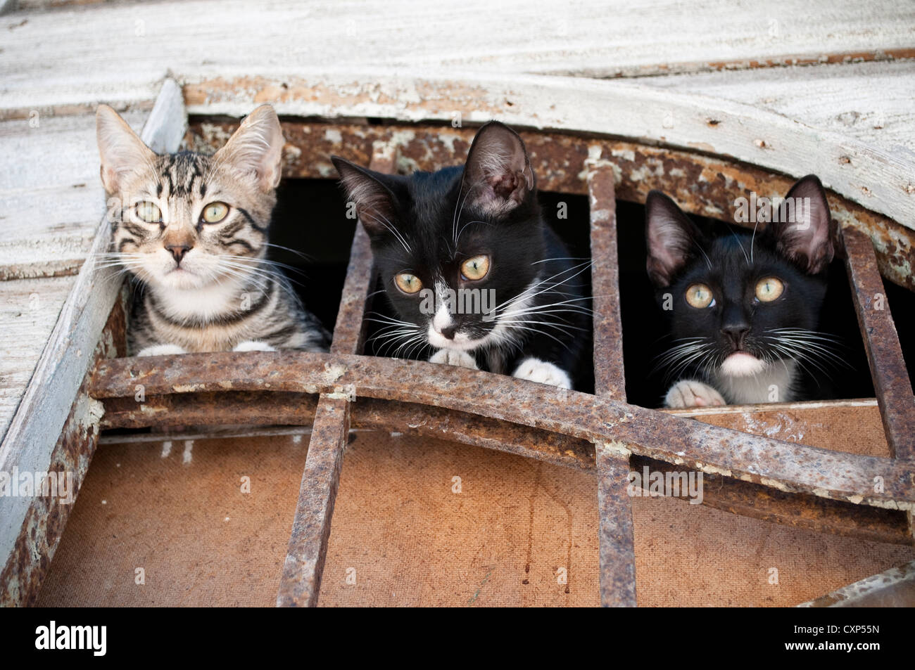 3 head cats hi-res stock photography and images - Alamy