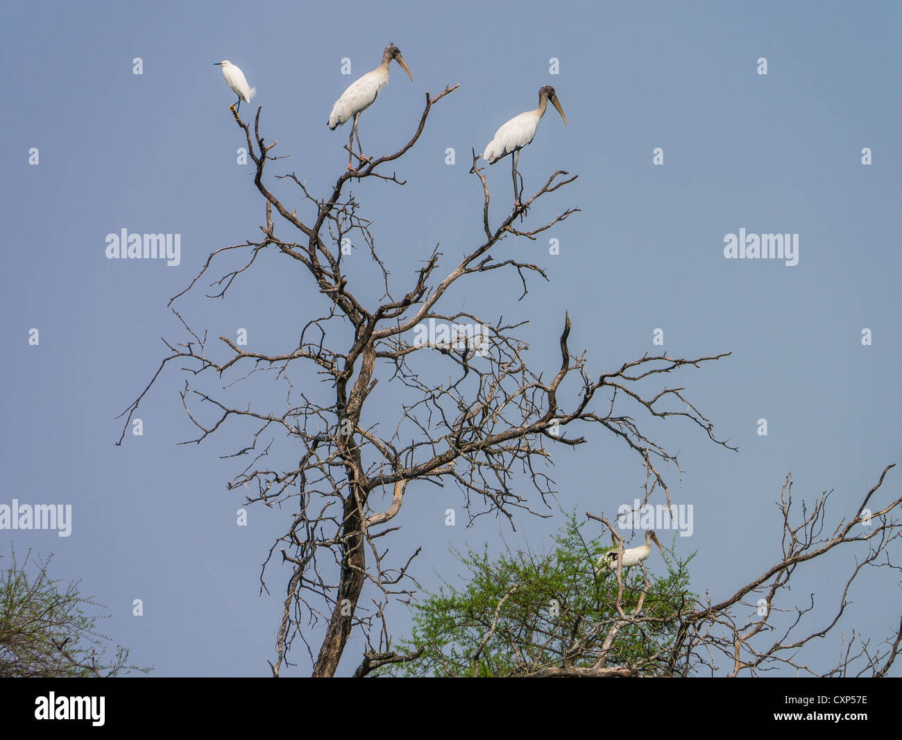 Storks roost in tree top of leafless tree in the Chaco region of ...