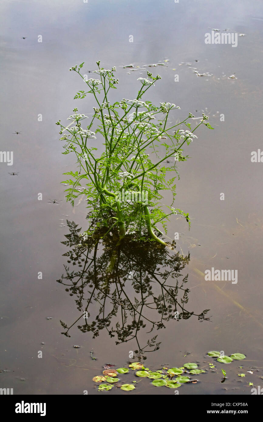 Water dropwort in flower hi-res stock photography and images - Alamy