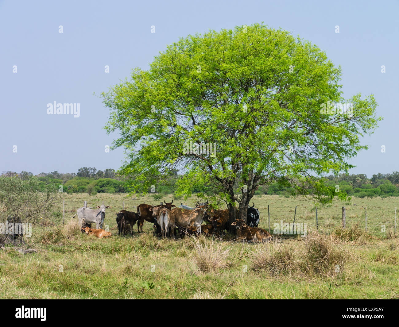 Brahma brahman bull hi-res stock photography and images - Alamy