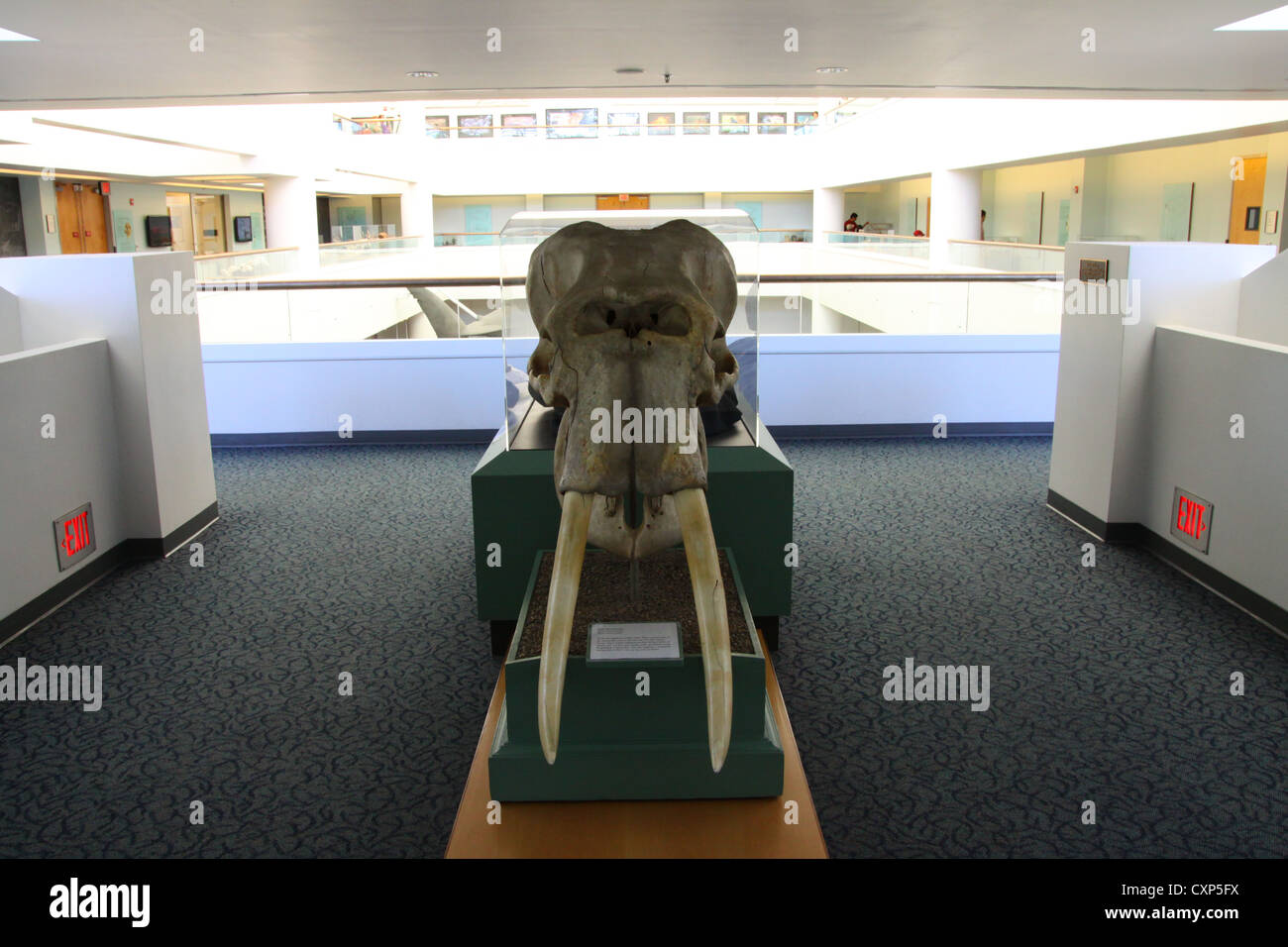 elephant skull and tusks at the natural history museum in balboa park ...