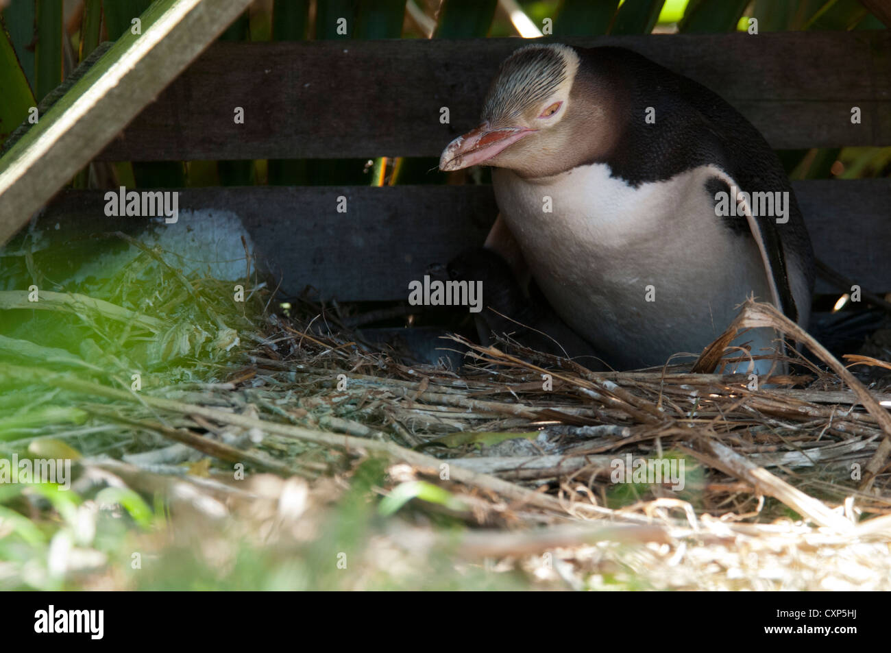 Yellow Eyed Penguin breeding in a provided shelter at Penguin Place on ...