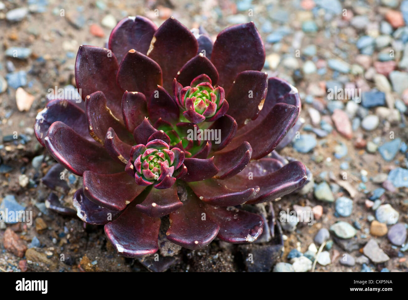 A burgundy red colored alpine succulent forming a compact rosette in a ...