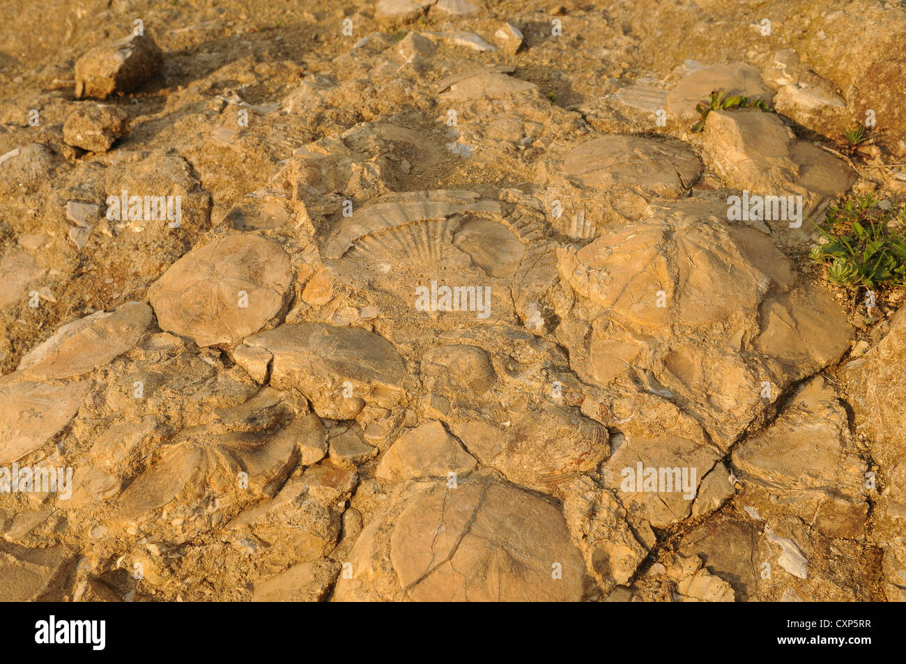 Europe Italy Sardinia fossil shells at the ( Geopaleosito ...