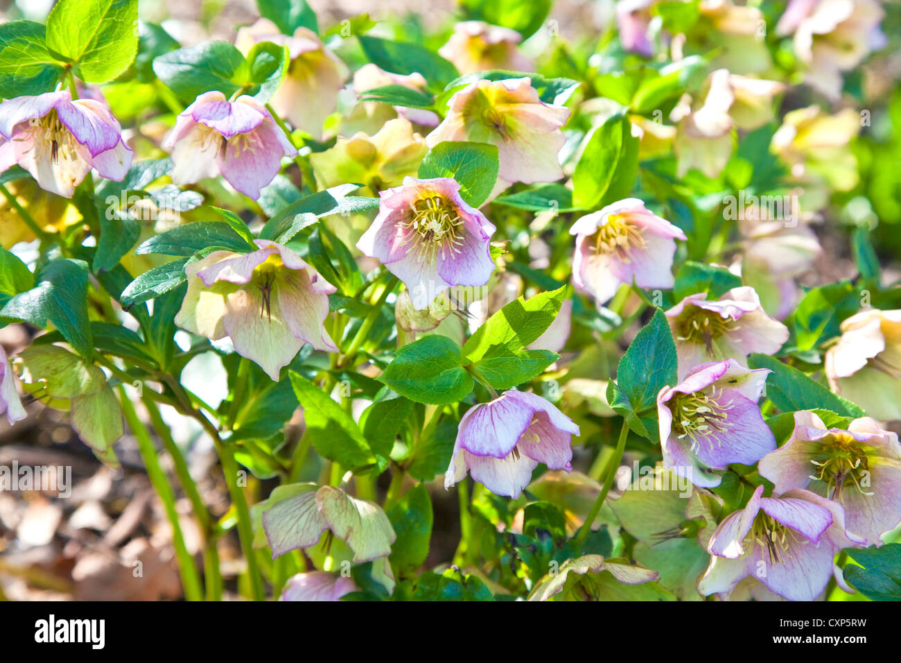 Hellebore spring border hi-res stock photography and images - Alamy