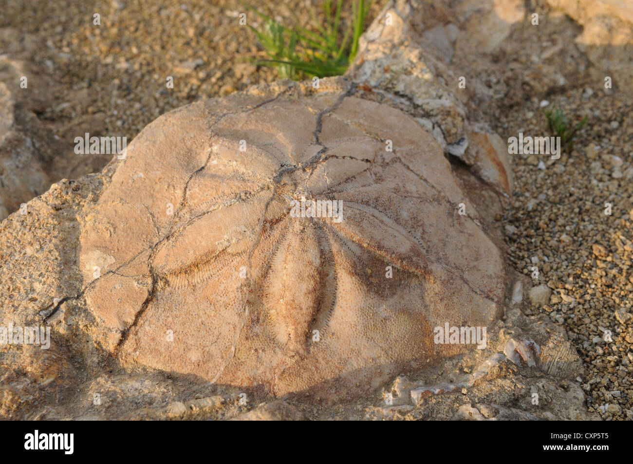 Europe Italy Sardinia fossil shells at the( Geopaleosito ...