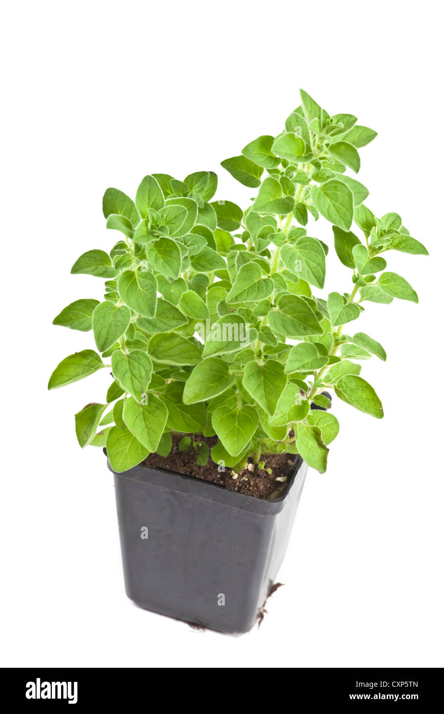Oregano plant hi-res stock photography and images - Alamy