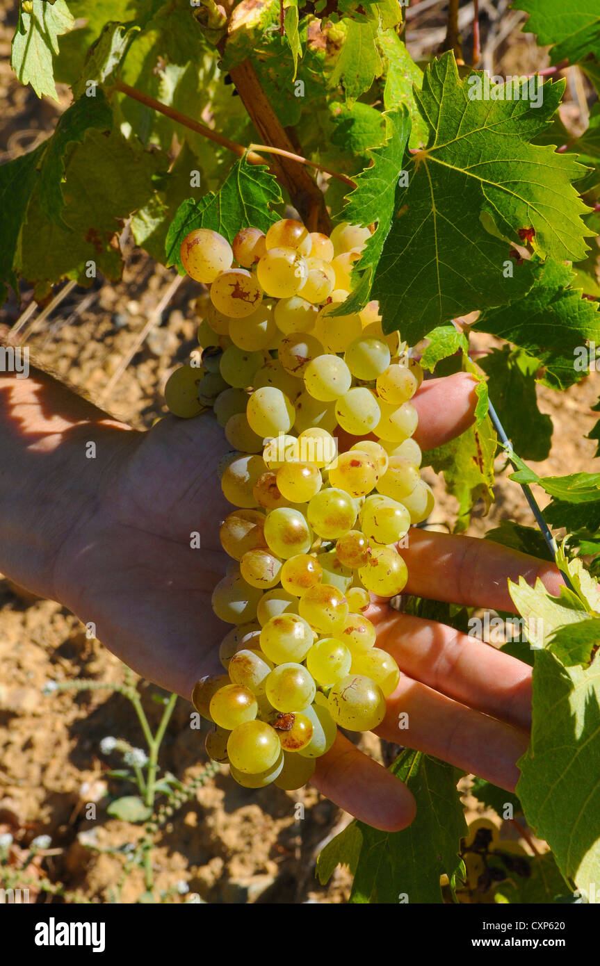 Europe Italy Sardinia Baratili San Pietro bunch of grapes vernaccia ...