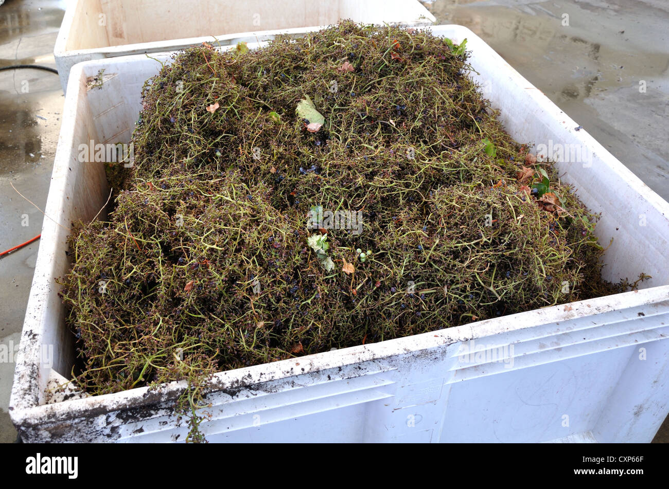 Growing grapes from seeds hi-res stock photography and images - Alamy